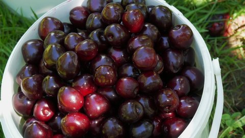 Bucket Overripe Large Cherries Garden Stock Footage Video (100% Royalty ...