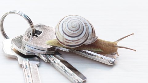 Snail Sliding On Several House Keys Stock Footage Video (100% Royalty ...
