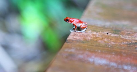 Close Poisonous Red Frog Red Frog Stock Footage Video (100% Royalty ...