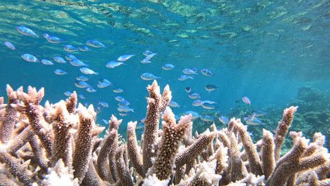 Australia Beautiful Marine Life Nature Fish Stock Footage Video (100% ...