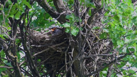 Red Footed Hawk Falco Vespertinus Natural Stock Footage Video (100% ...