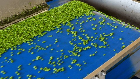 Factory Transportation Green Peas Fresh Green Stock Footage Video (100% ...