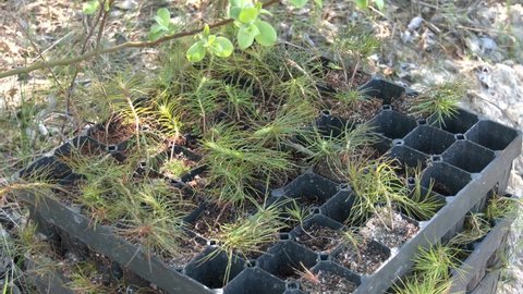 Pine Tree Nursery Reforestation Young Seedlings Stock Footage Video ...
