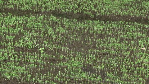 Pine Tree Nursery Reforestation Greenhouse Growing Stock Footage Video ...