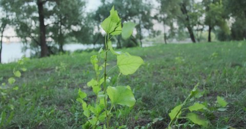 Young Green Sprout Leaves Sways Wind Stock Footage Video (100% Royalty ...