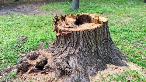 Large Stump Felled Old Tree Rotting Stock Footage Video (100% Royalty ...