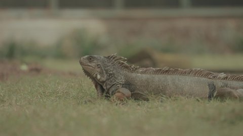 Iguana Reptile Lizard Walking Details Texture Stock Footage Video (100% ...
