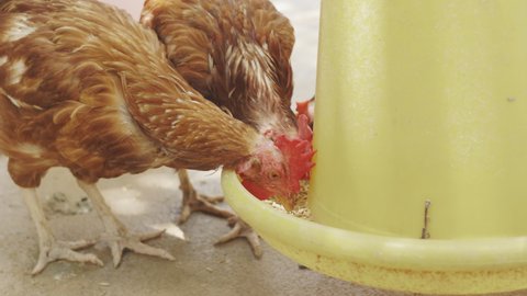 Slow Motion 4k Chicken Hen Eating Stock Footage Video (100% Royalty ...