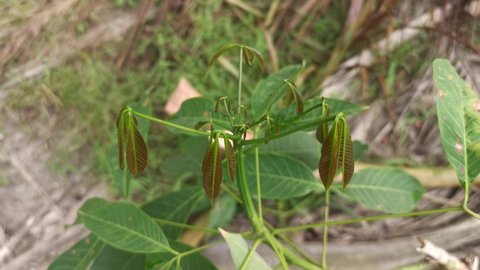 Touching Apical Bud Hevea Brasiliensis Shoot Stock Footage Video (100% ...