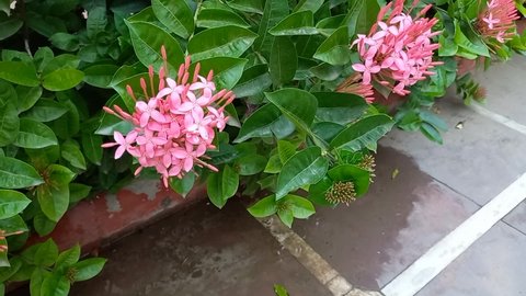 Plant Name Lxorajungle Geranium India Stock Footage Video (100% Royalty ...