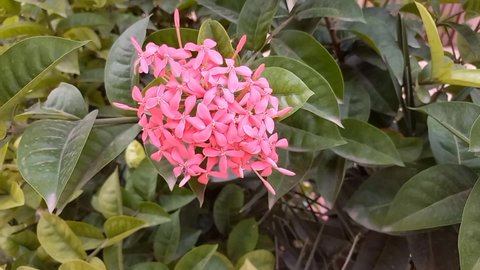 Plant Name Lxorajungle Geranium India Stock Footage Video (100% Royalty ...