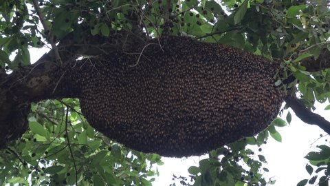 Hive Indian Bees India 2022 Uttar Stock Footage Video (100% Royalty ...