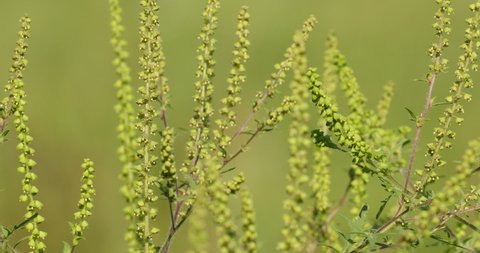Ambrosia Artemisiifolia Flowers Common Ragweed Annual Stock Footage ...