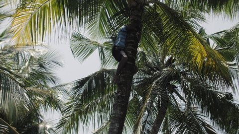 Man Climbs Palm Tree Stock Footage Video (100% Royalty-free) 1093727367 ...