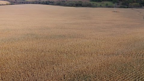 Flying Over Golden Corn Field Top Stock Footage Video (100% Royalty ...