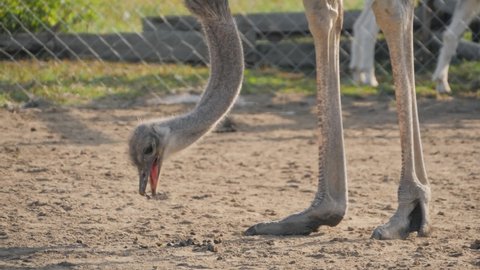 Slow Motion Ostrich Eating Feces Ground Stock Footage Video (100% ...