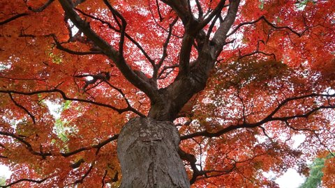 Camera Slider 4k Shooting Video Giant Stock Footage Video (100% Royalty ...