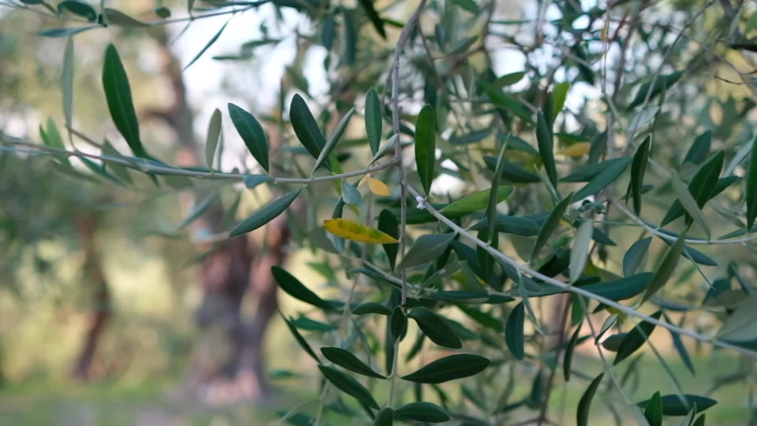 70 Olive tree border Stock Video Footage - 4K and HD Video Clips ...