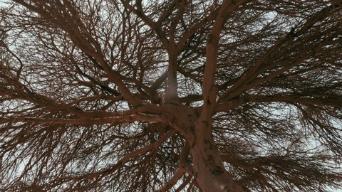 Abstract Acacia Tree Branches Backlit Texture Stock Footage Video (100% ...