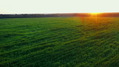 Large Farm Field Technical Cannabis Beautiful Stock Footage Video (100% ...