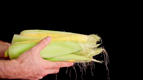 Fresh Corn Cobs Human Hands Stock Footage Video (100% Royalty-free ...