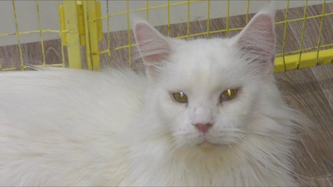 White Maine Coon Kitten Cat Breed Stock Footage Video (100% Royalty ...