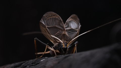 4k Video Bell Bugs Singing Recorded Stock Footage Video (100% Royalty ...