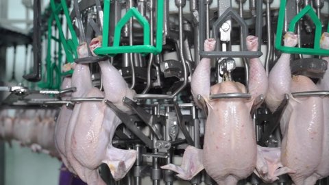 Automatic Cutting Offal Chicken Machine Poultry Stock Footage Video ...