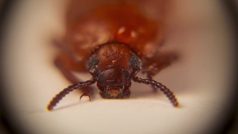Mealworm Under Microscope Beetle Face its Stock Footage Video (100% ...