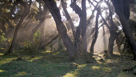 Beams Light Pass Through Trees Primary Stock Footage Video (100% ...