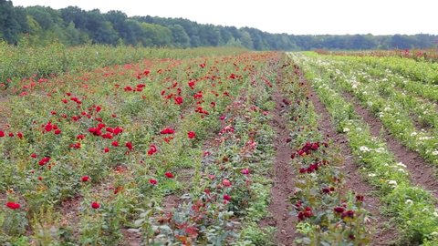 Rose Plantation Growing Roses Seedlings Rose Stock Footage Video (100% ...