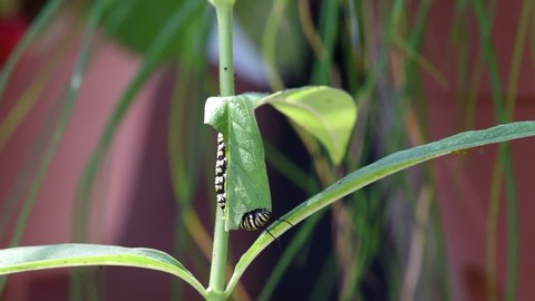 Hd Video 4th Star Monarch Butterfly Stock Footage Video (100% Royalty ...
