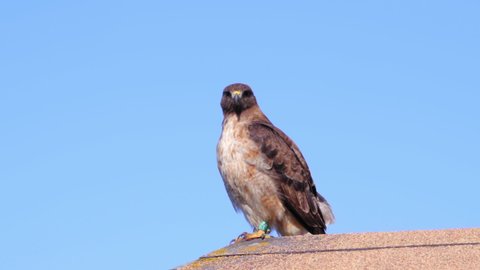 Redtailed Hawk On Cabin Roof Against Stock Footage Video (100% Royalty ...