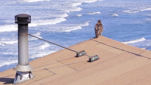 Wooden Cabin Chimney Redtailed Hawk Sitting Stock Footage Video (100% ...