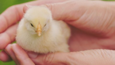 Small Chicken Female Human Hands That Stock Footage Video (100% Royalty ...