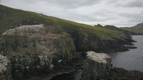 Seabirds Nest On Cliffs Faroe Islands Stock Footage Video (100% Royalty ...