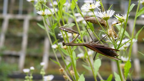 Two Female Asian Jumping Mantisstatilia Maculata Stock Footage Video ...