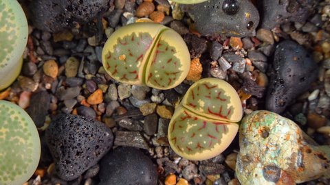 Mesembs Lithops Dorotheae South African Plant Stock Footage Video (100% Royalty-free) 1093859957 ...