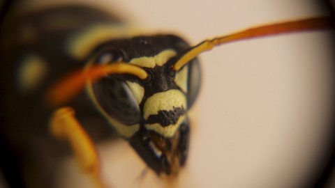 European Paper Wasp Under Microscope Wasps Stock Footage Video (100% ...
