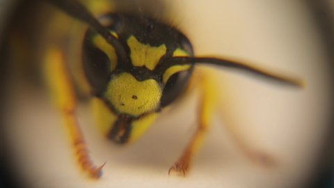European Wasp Under Microscope German Wasps Stock Footage Video (100% ...
