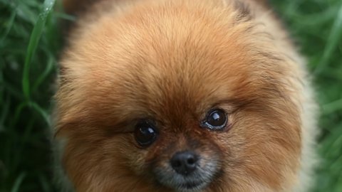 Portrait Fluffy Red Dog Spitz Breed Stock Footage Video (100% Royalty ...