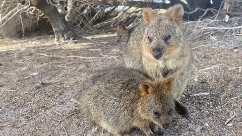 Close View Wild Quokka Family Rottnest Stock Footage Video (100% ...