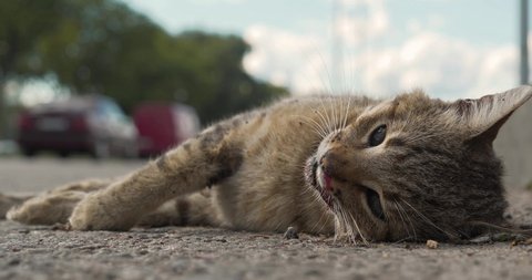 Cat Ran Across Road Hit By Stock Footage Video (100% Royalty-free ...