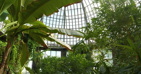 Beautiful Green Tropical Plants Conservatory Ecological Stock Footage ...