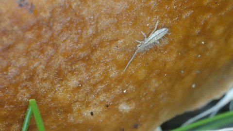 Closer Look Tiny Springtail Bug Crawling Stock Footage Video (100% ...