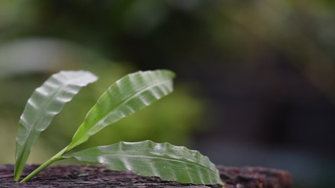 Centotheca Lappacea Branch Green Leaves On Stock Footage Video (100% ...