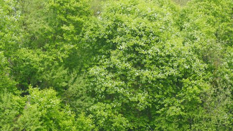 Young Bird Cherry Tree Bud Prunus Stock Footage Video (100% Royalty ...
