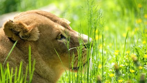 Yellow Lioness Forest Stock Footage Video (100% Royalty-free ...