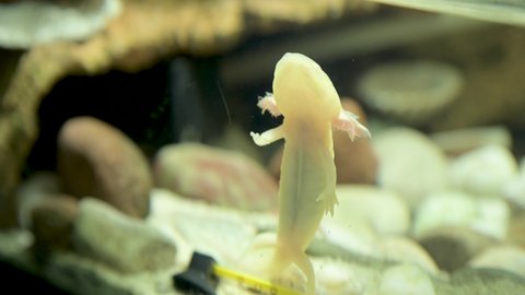 Adorable Axolotl Swims Aquarium Looks Camera Stock Footage Video (100% ...