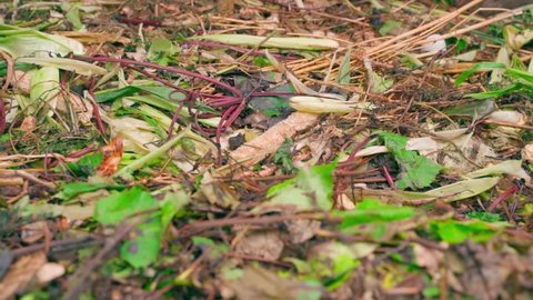 Compost Heap Organic Waste Biodegradable Human Stock Footage Video (100 ...